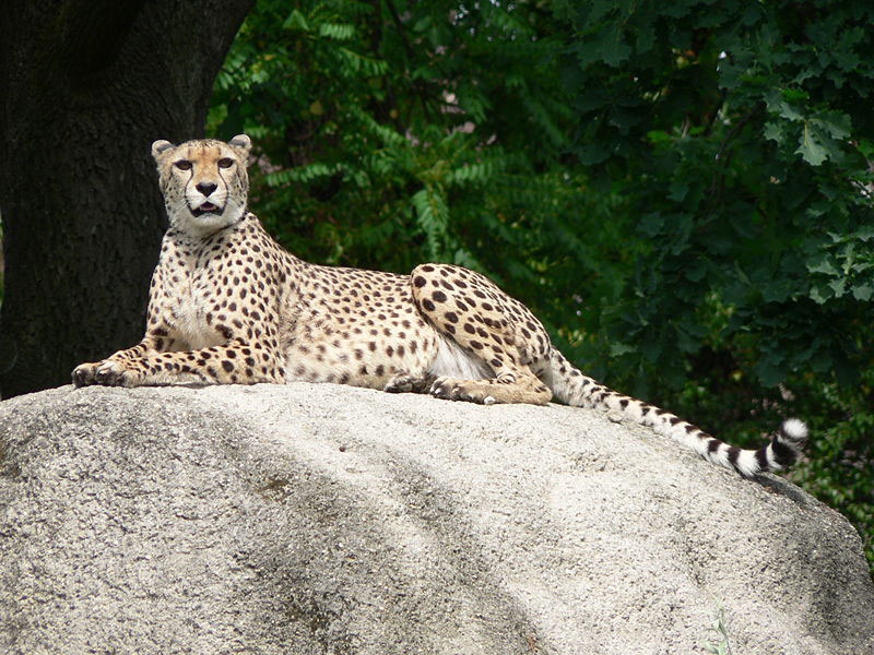 Holidays in Bazeli Zoo - luxury hotels and tours | Vouchers from Yana ...